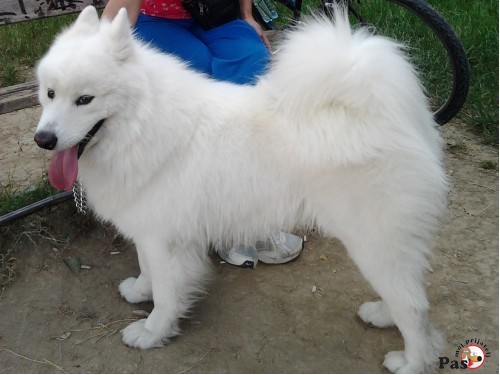 Samojed