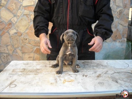 Cane Corso