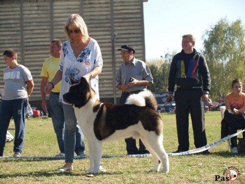 Američka akita