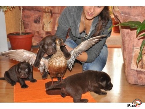 Labrador retriver