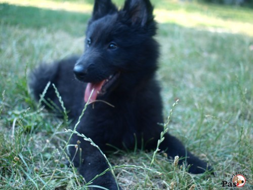 BELGIJSKI OVČAR- GRENENDAL