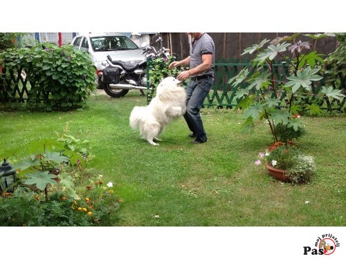 Samojed