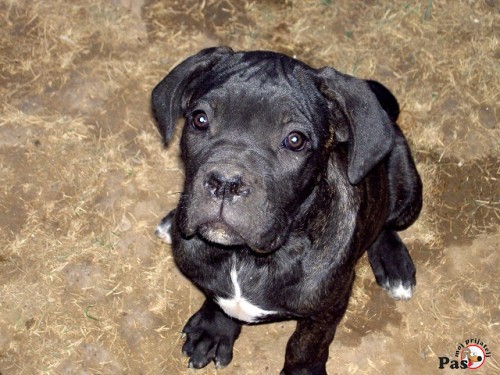 Cane Corso