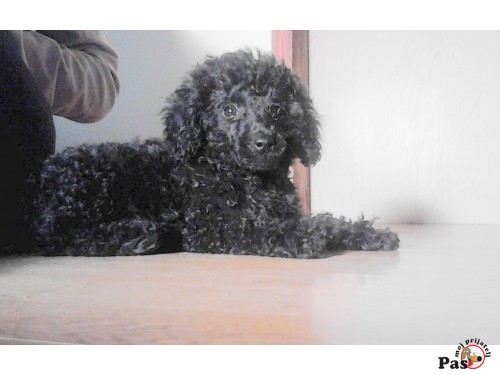 PUDLE