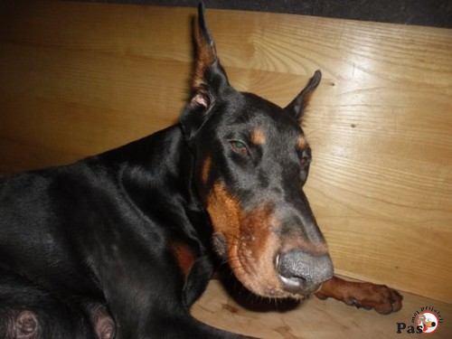 Doberman