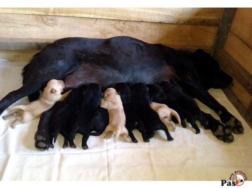 LABRADOR RETRIVER
