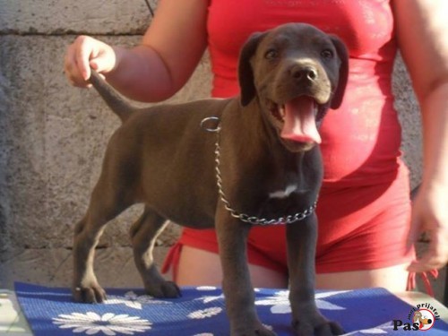 Cane Corso