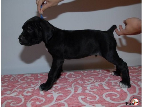 Cane Corso