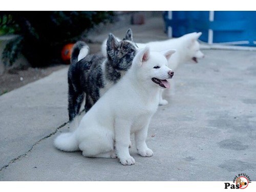 Akita Inu