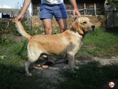 Labrador retriver