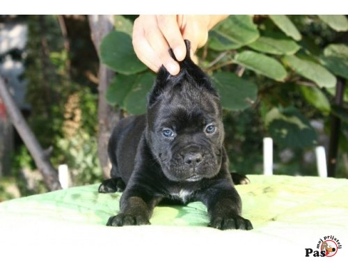 Cane Corso