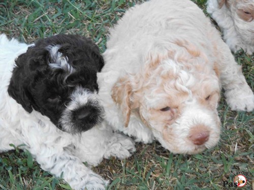 LAGOTTO ROMAGNOLO