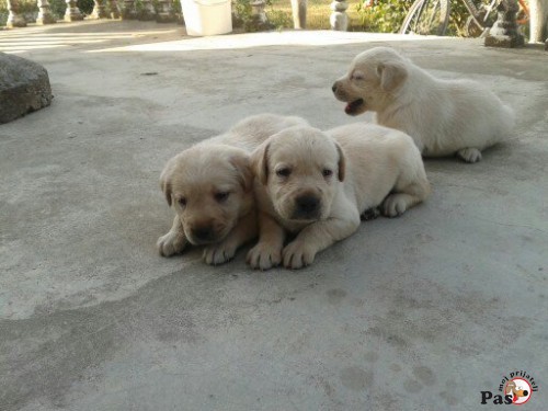 Labrador retriver