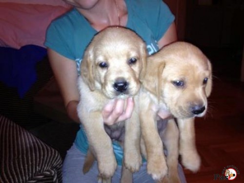 Labrador retriver