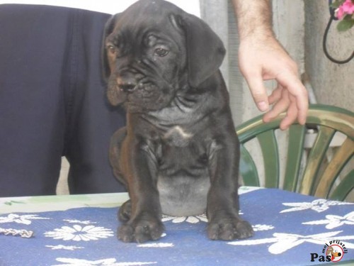 Cane Corso