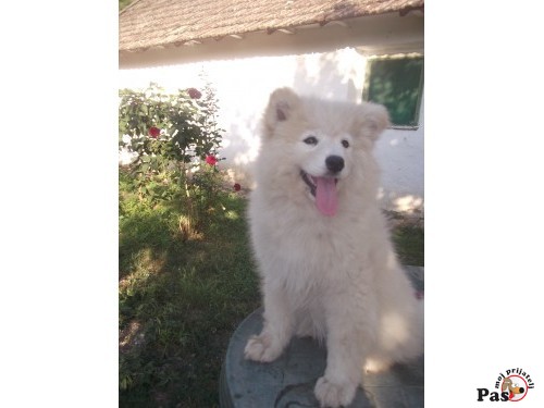 Samojed