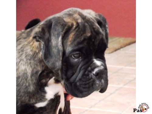 BOXER