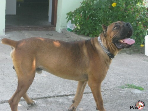 Cane Corso