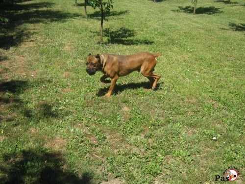 Cane Corso