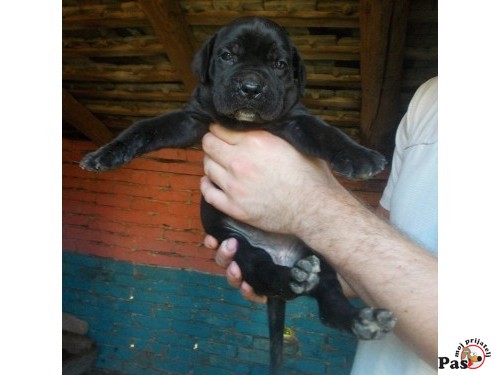 Cane Corso