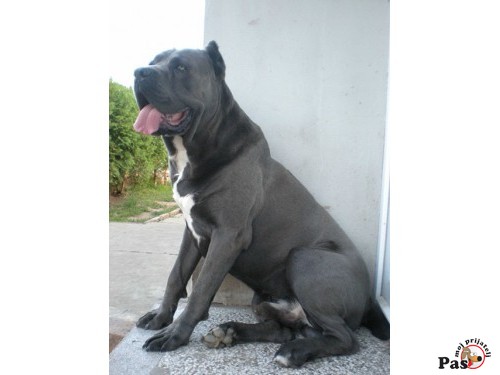 Cane Corso