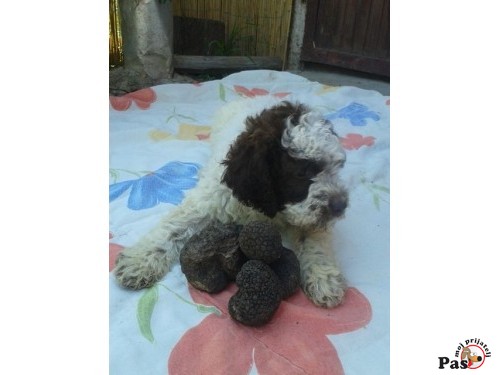 LAGOTTO ROMAGNOLO