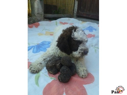 Lagotto romagnolo