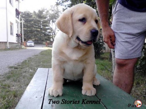 Labrador retriver