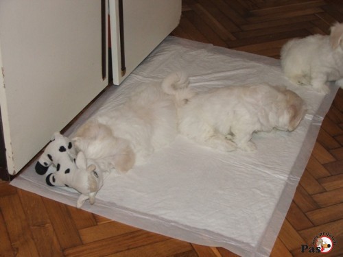 Coton de tulear - Tulearski pas