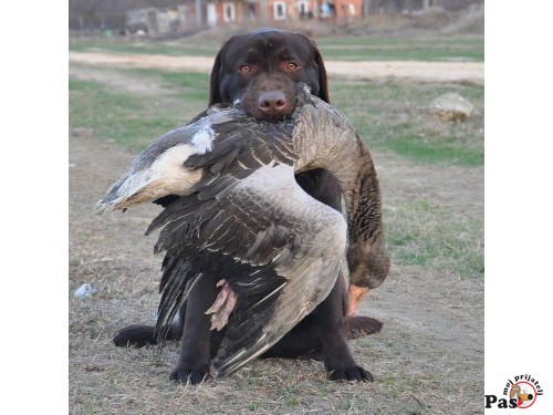 Labrador retriver