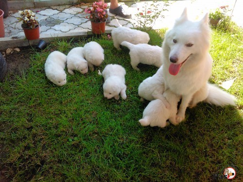 Samojed