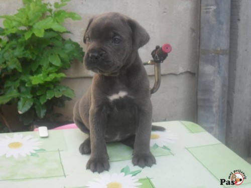 Cane Corso