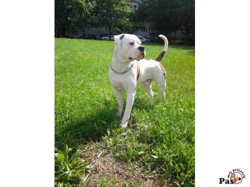 AMERIČKI BULDOG