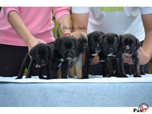 Cane Corso