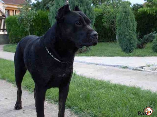 Cane Corso