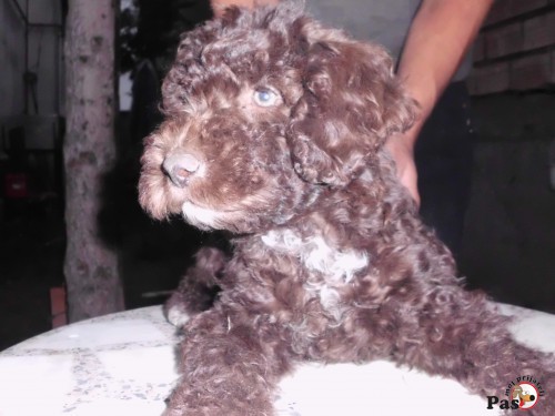 LAGOTTO ROMAGNOLO