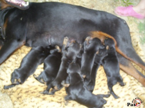 Doberman