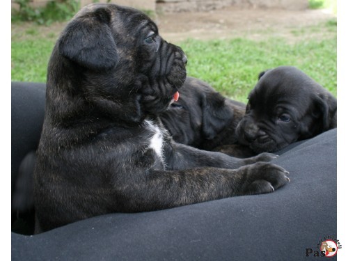 Cane Corso