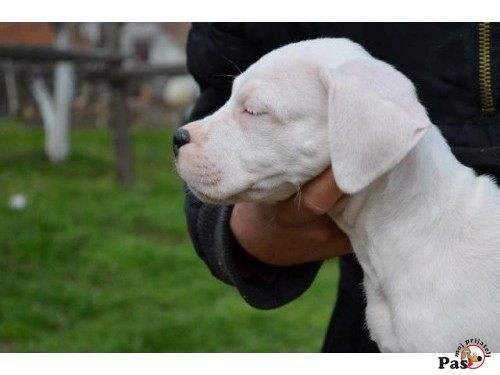 Dogo argentino