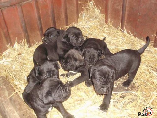 Cane Corso