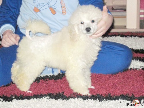 PUDLE