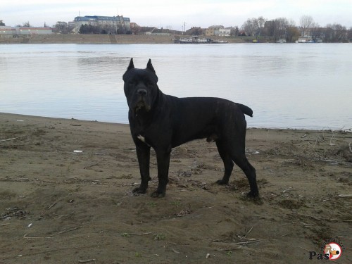 Cane Corso