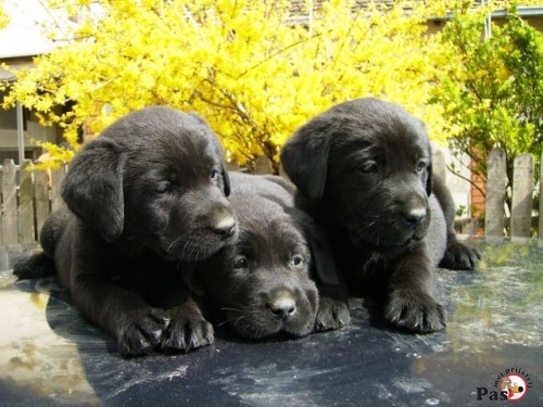 Labrador retriver