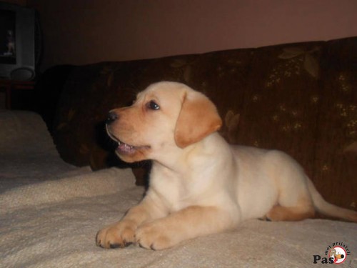 Labrador retriver