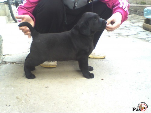 LABRADOR RETRIVER