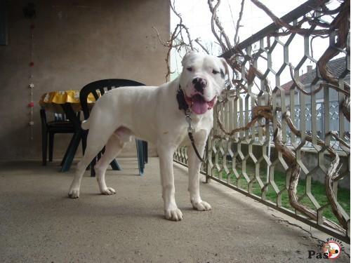 Dogo argentino