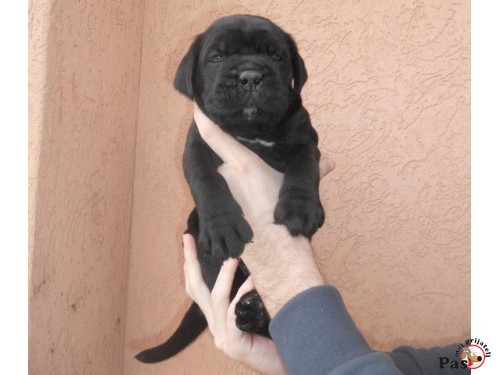 CANE CORSO