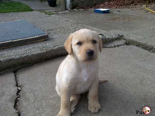 LABRADOR RETRIVER