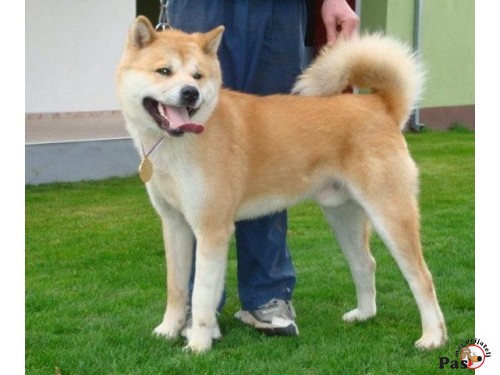 AKITA INU