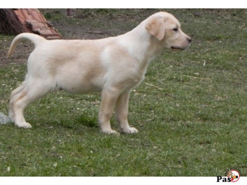 Labrador retriver